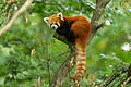 The Complete List of 15 Animals with Bushy Tails - A-Z Animals