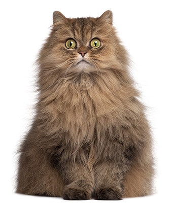 215 Famous Cat Names Everyone Will Recognize - A-Z Animals