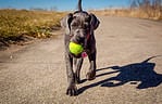 6 Reasons Great Danes Are Wonderful Guard Dogs - A-Z Animals