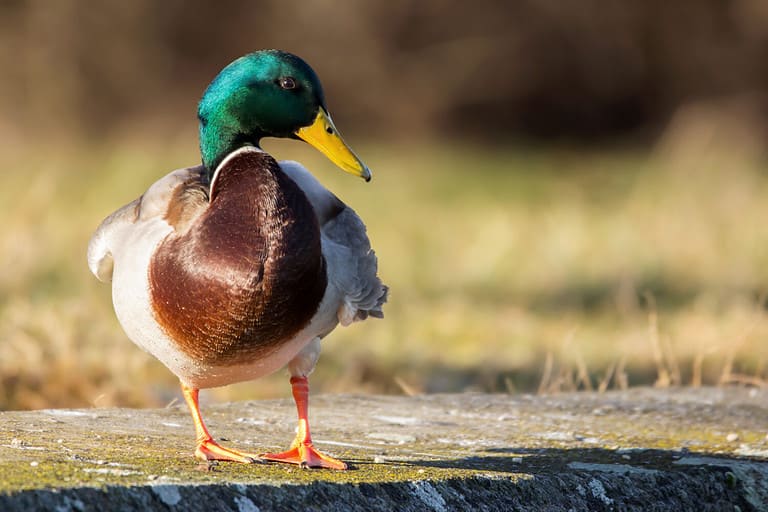 100+ Amazing Duck Names For Your Flock - A-Z Animals