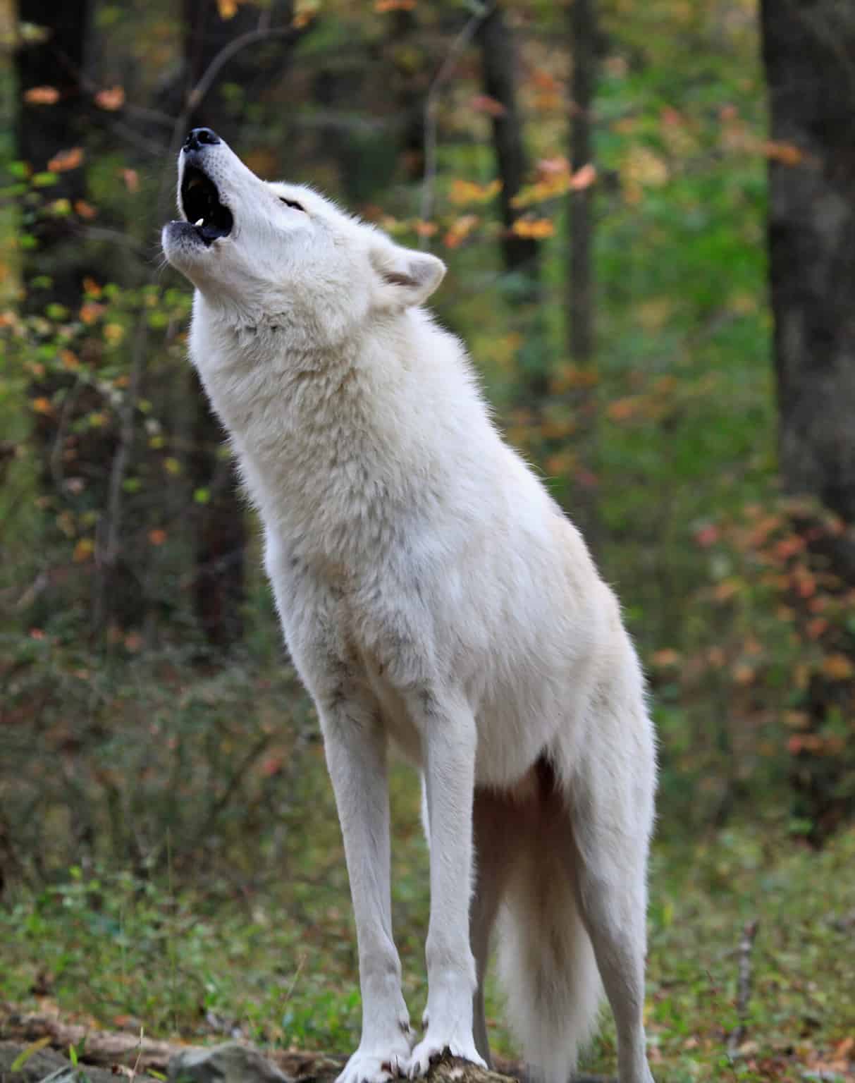 How Do Wolves Communicate? - A-Z Animals