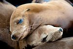 Baby Sea Lion: 7 Pictures and Incredible Facts - A-Z Animals