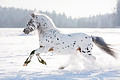 Discover the Truth About White Horses - A-Z Animals
