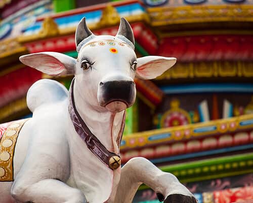 Discover Why Cows Are Considered Sacred in India - A-Z Animals