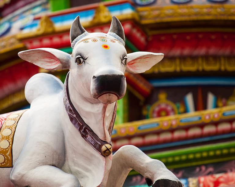 Discover Why Cows Are Considered Sacred in India - A-Z Animals