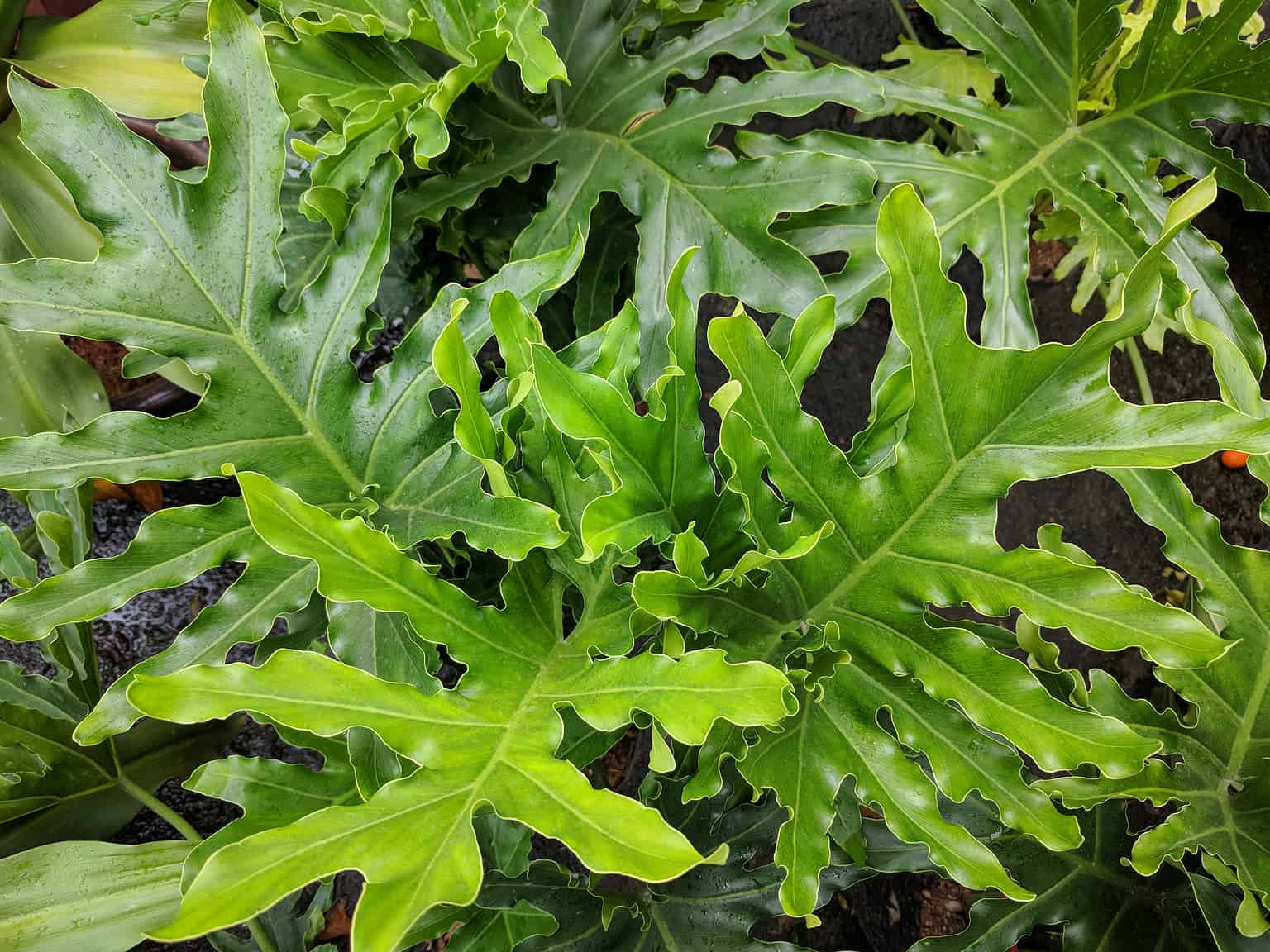 Philodendron Selloum Care Guide: 9 Tips for a Healthy Plant