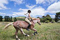 Horse Colors: The Complete List From Rarest to Most Common