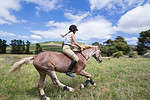 Horse Colors: The Complete List From Rarest to Most Common