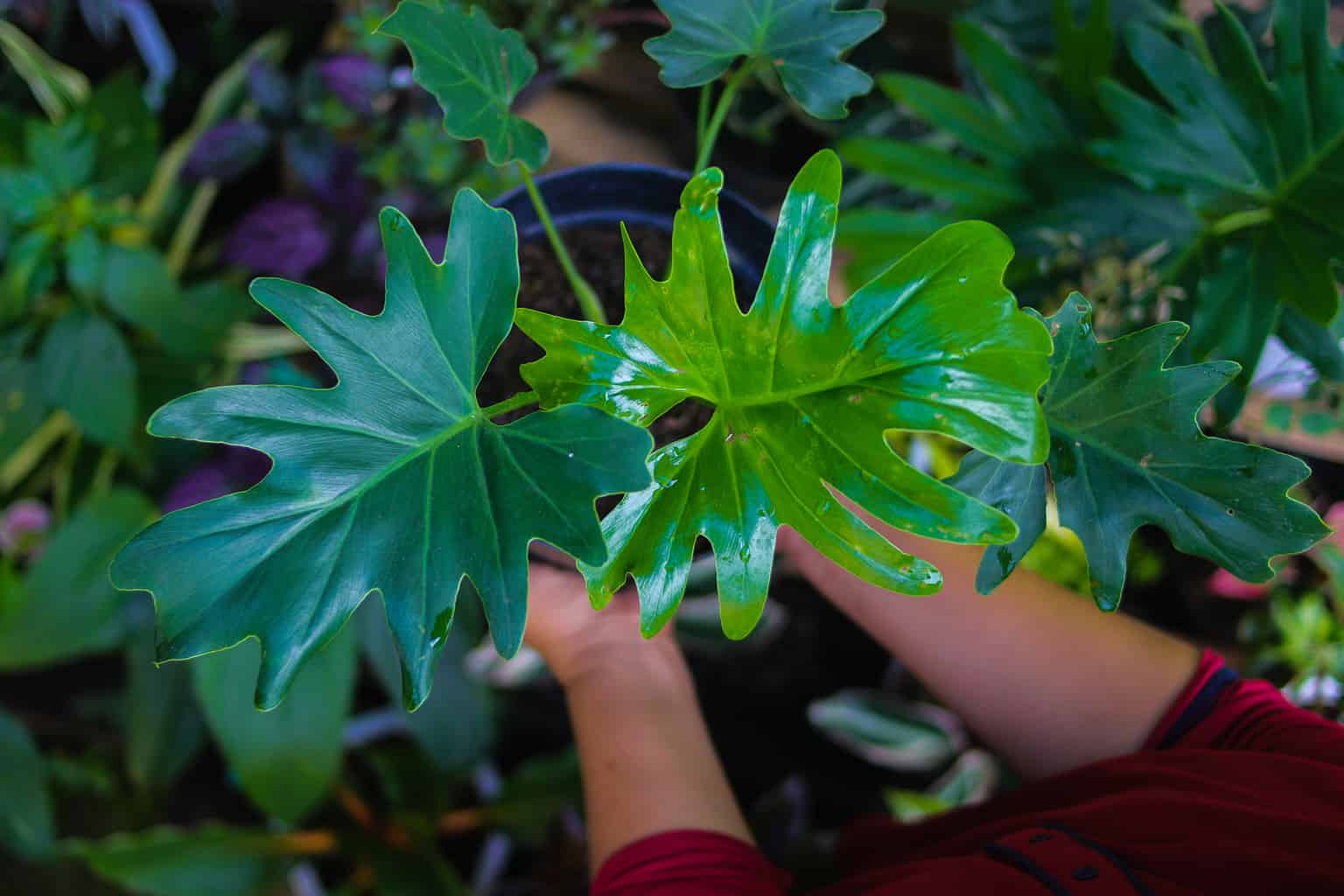 Philodendron Selloum Care Guide: 9 Tips for a Healthy Plant