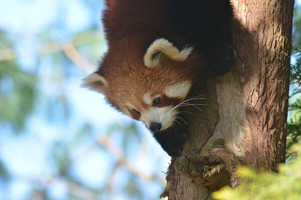 Quadrupedal - A-Z Animals