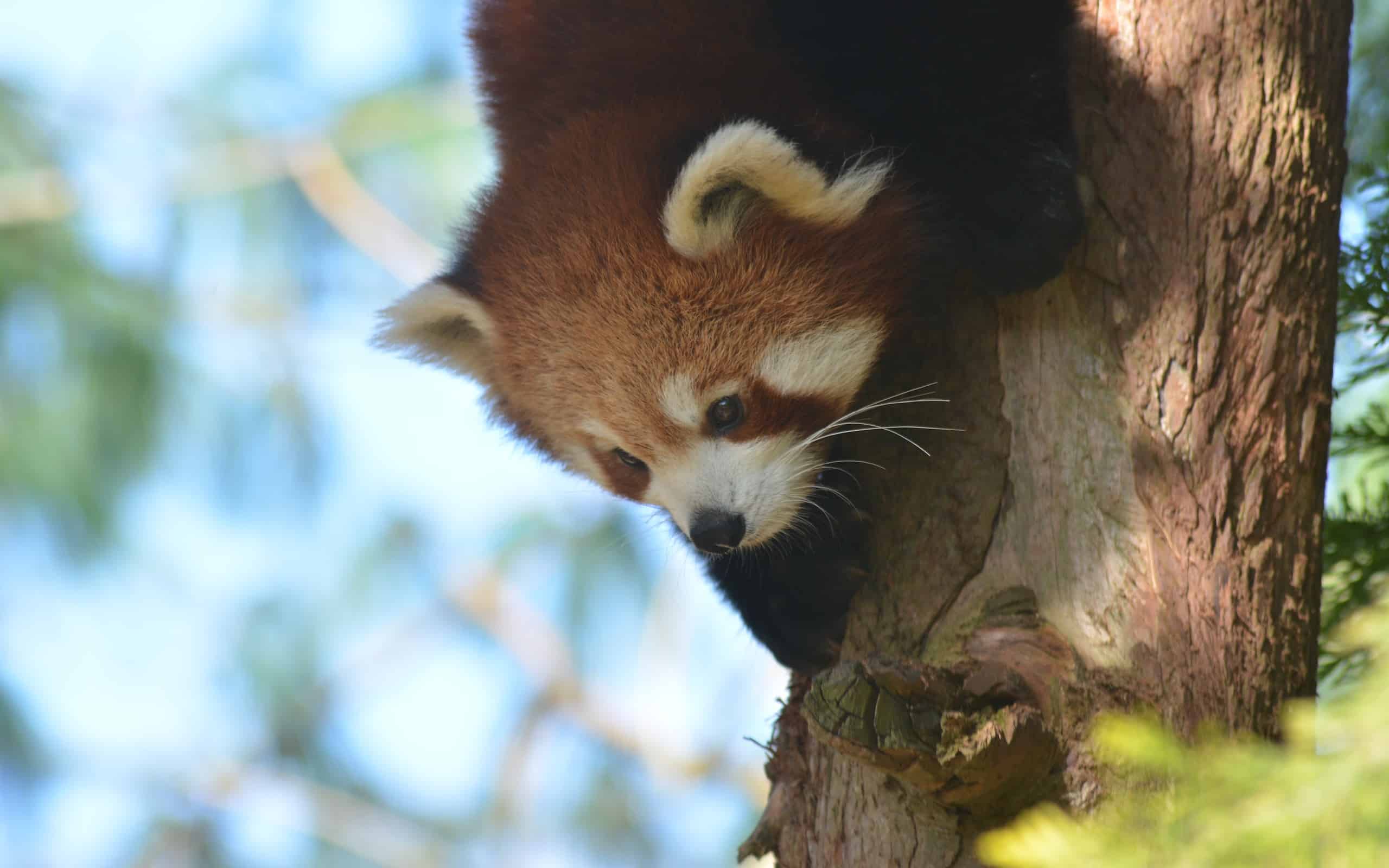 More Than a Pretty Face: The Hidden Engineering of the Red Panda - A-Z ...