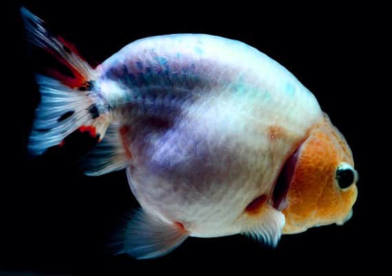 Every Type of Goldfish: Color, Size and Care Tips