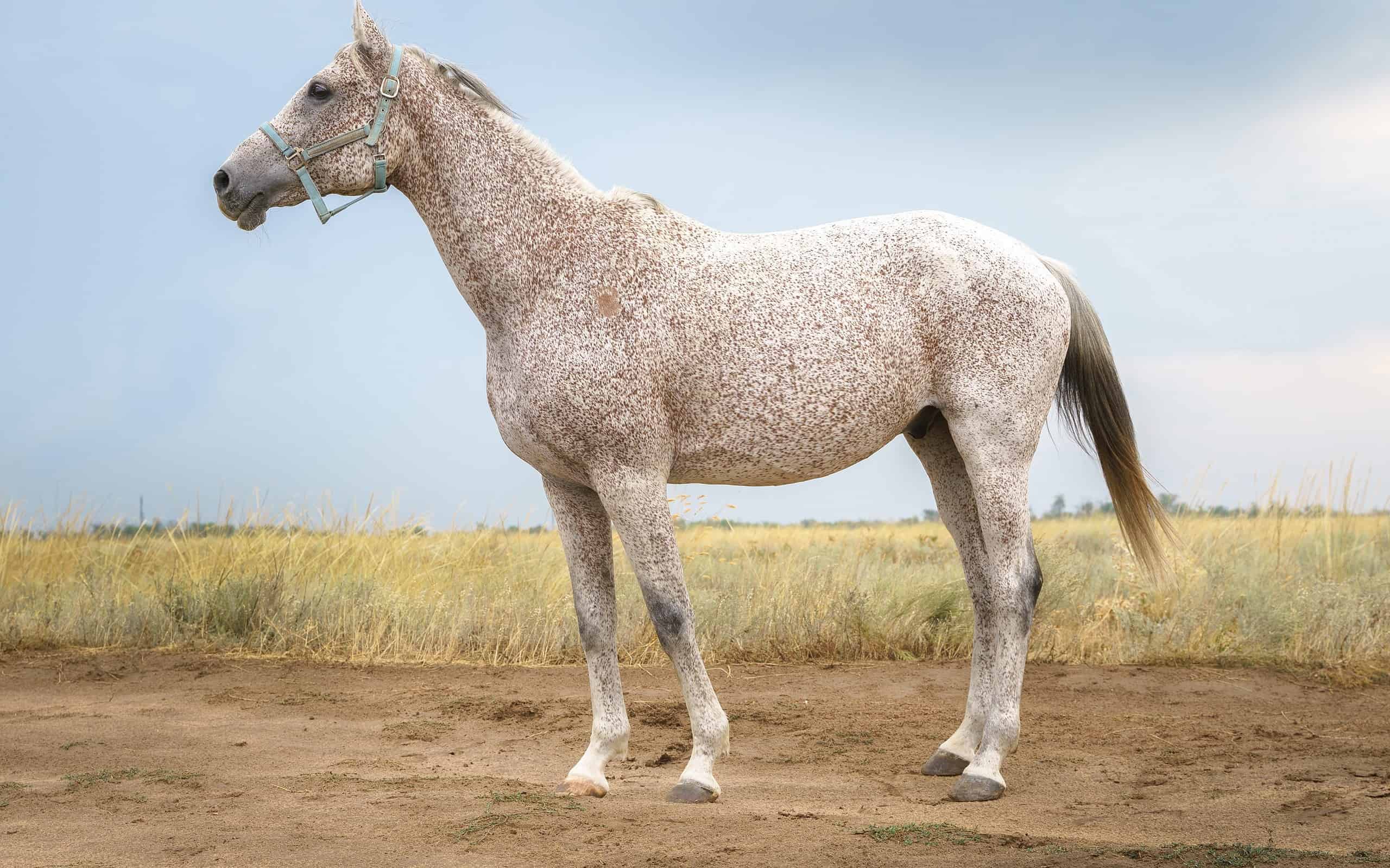 The 9 Most Beautiful Animals in the World - A-Z Animals