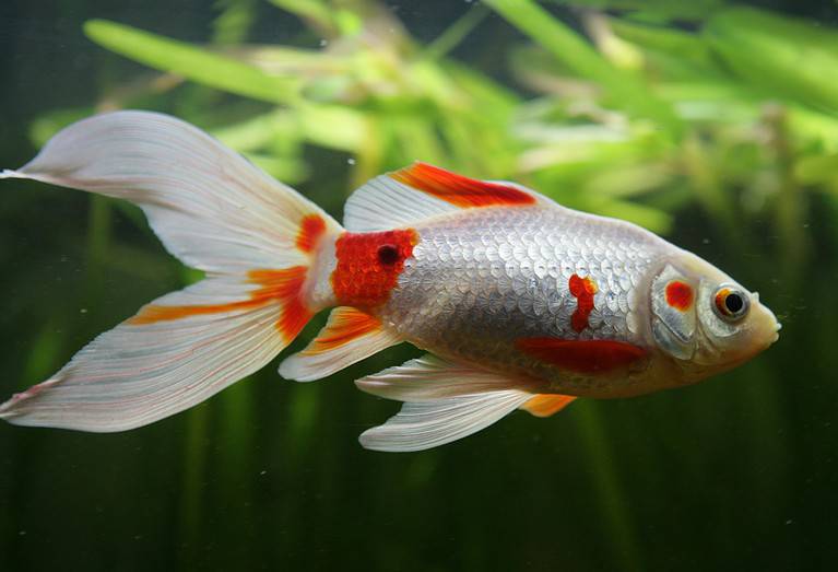 Every Type of Goldfish: Color, Size and Care Tips
