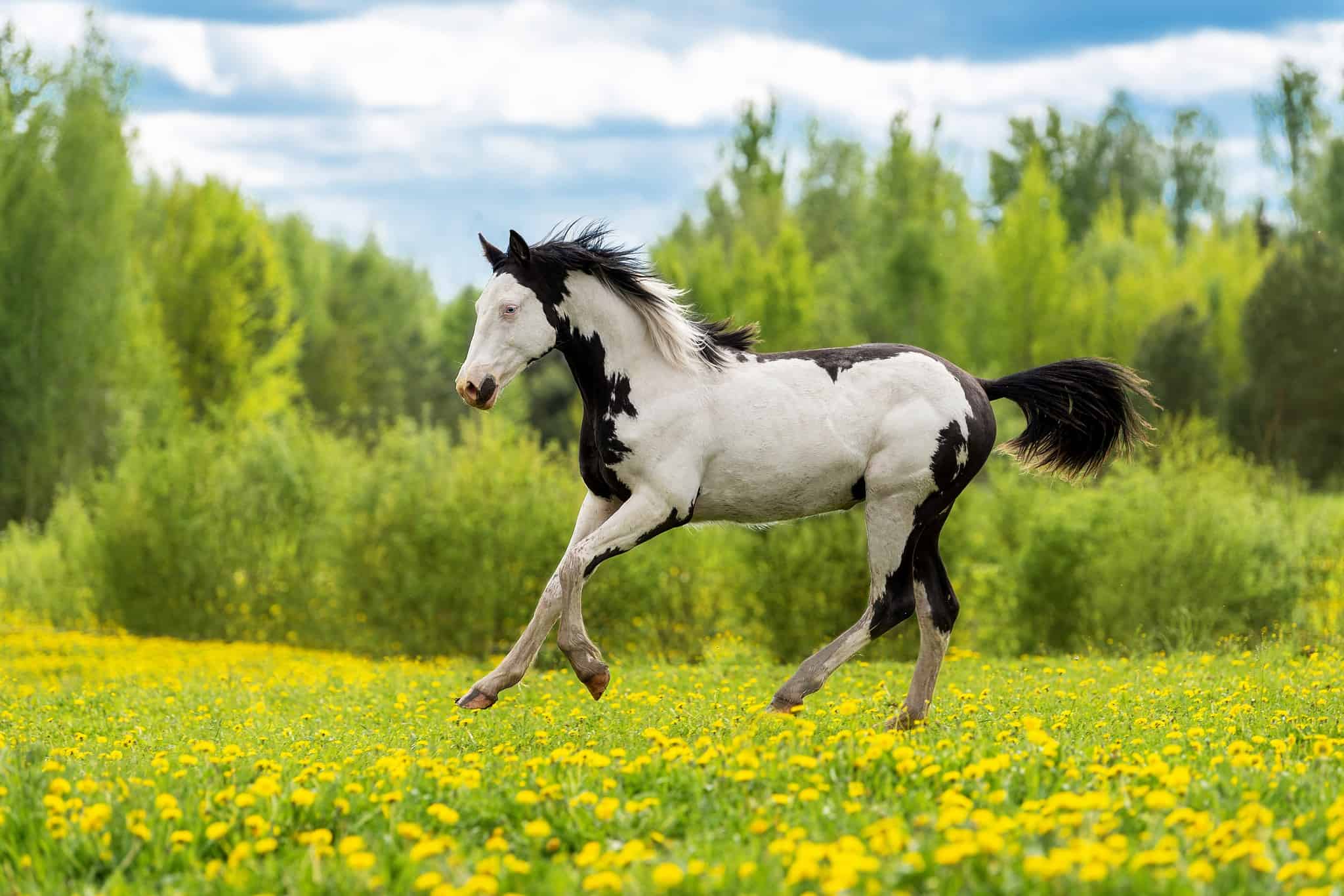 What Are Piebald Horses and How Rare Are They? - A-Z Animals