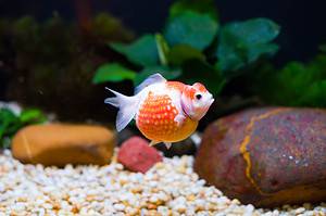 Every Type of Goldfish: Color, Size and Care Tips