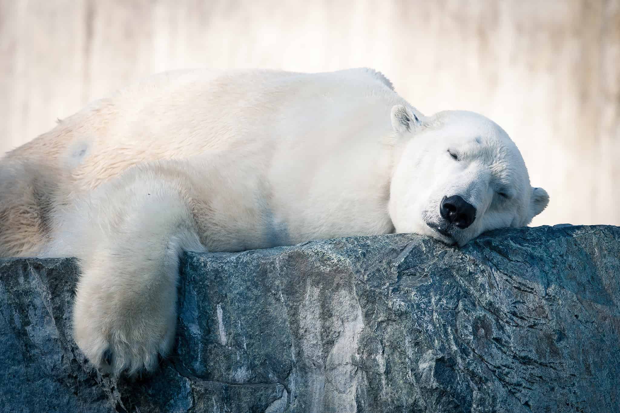 Discover 20 Amazing Zoos with Polar Bears