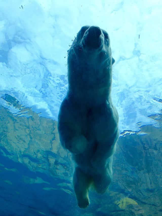 Discover 20 Amazing Zoos with Polar Bears