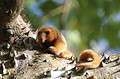 Discover the Mysterious Silky Anteater: Everything To Know About This ...