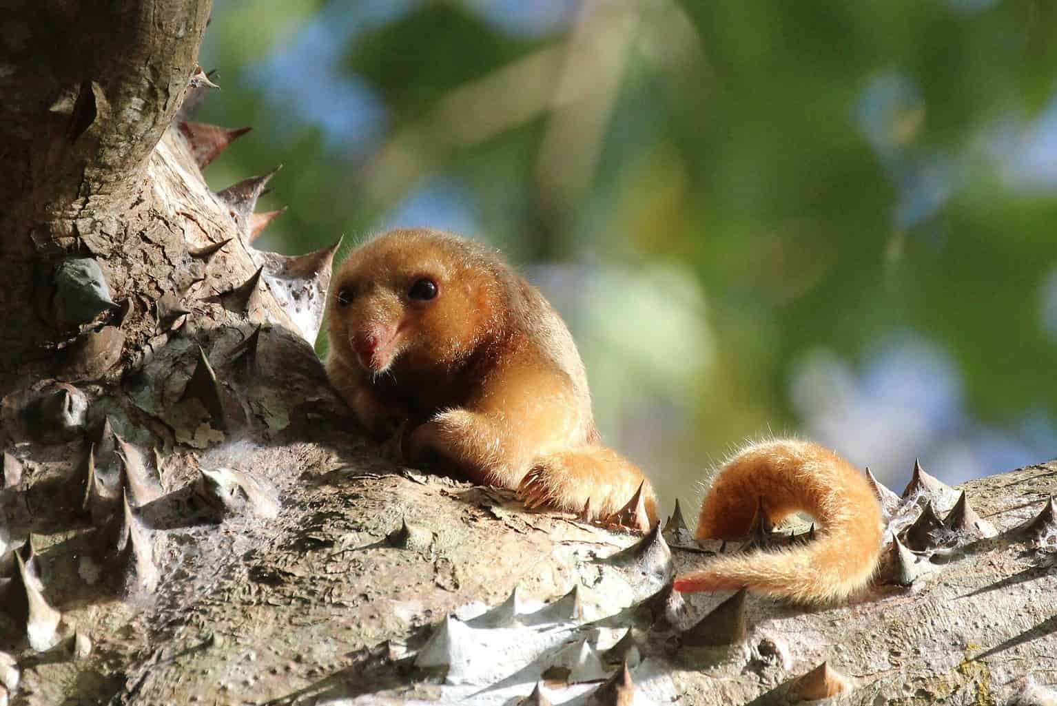 Discover the Mysterious Silky Anteater: Everything To Know About This ...