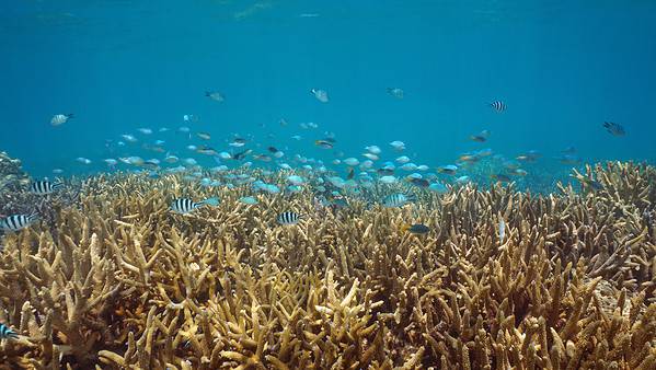 Aquarium of the Pacific: Best Time to Visit and 14 Coolest Animals to ...