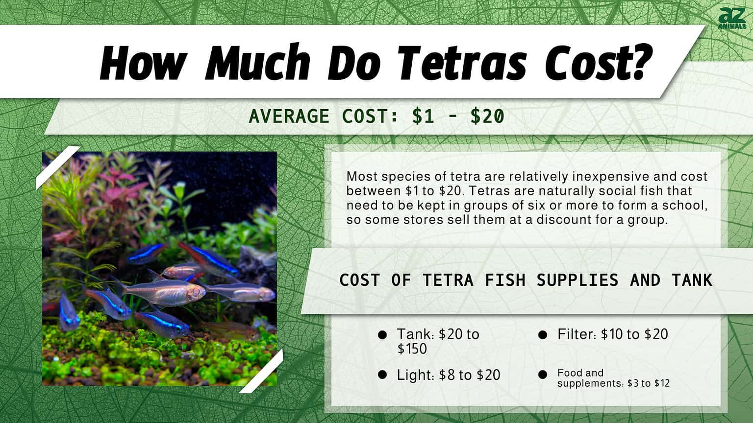 Tetra Fish Prices in 2024: Purchase Cost, Supplies, Food, and More! - A ...