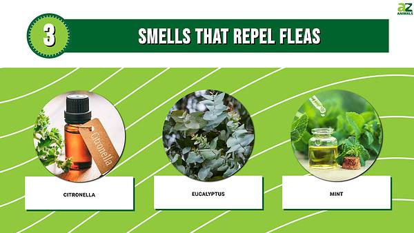 Discover 3 Smells That Attract Fleas - A-Z Animals