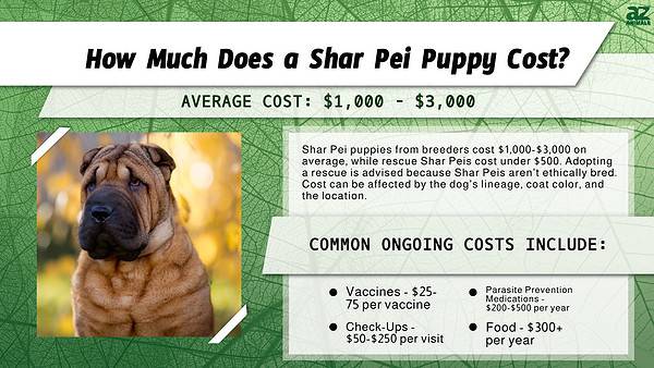Shar Pei Prices 2024: Purchase Cost, Vet Bills, and More! - A-Z Animals