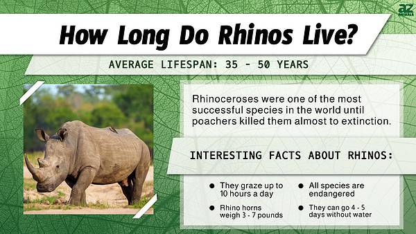 Rhino Lifespan: How Long Do These Huge Creatures Live? - A-Z Animals