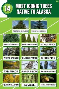 The 14 Most Iconic Trees Native to Alaska - A-Z Animals