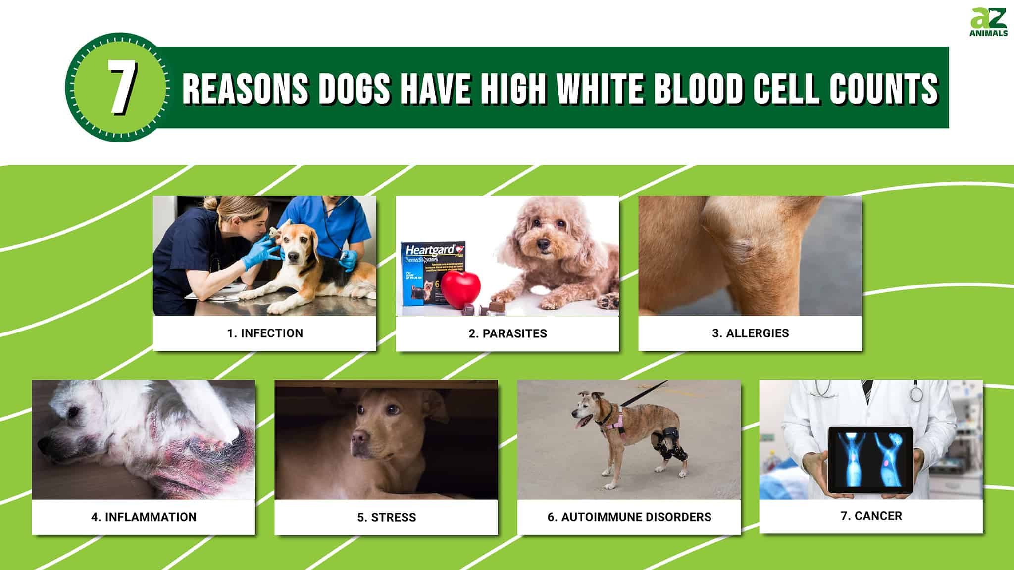 7 Reasons Dogs Have High White Blood Cell Counts and What To Do About ...