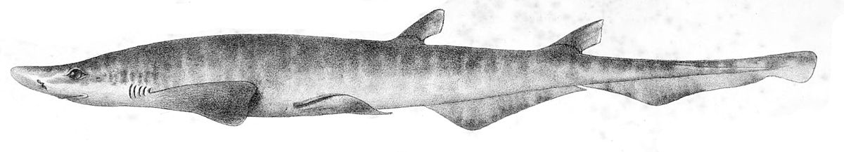 What Lives in the Strait of Gibraltar and Is It Safe to Swim? - A-Z Animals