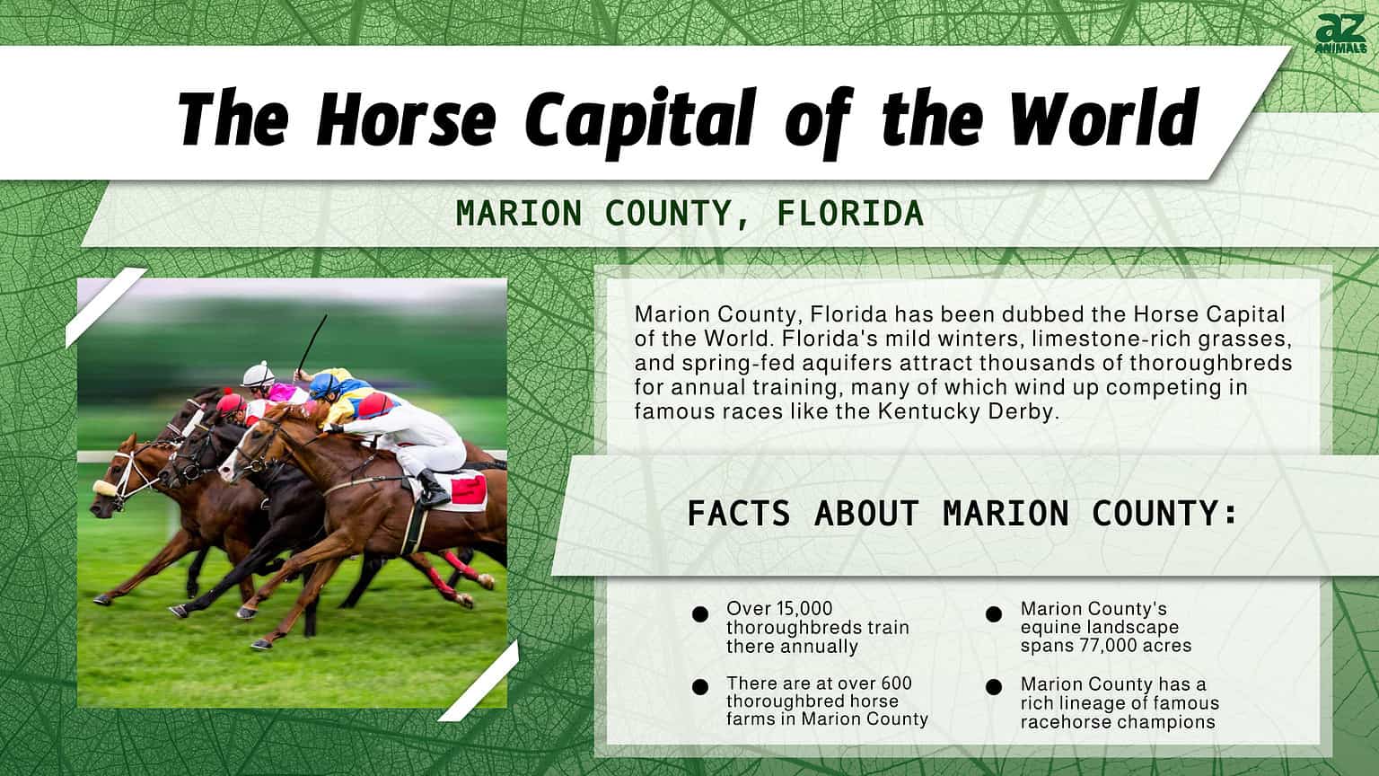 Discover the Florida County Known as the Horse Capital of the World - A ...