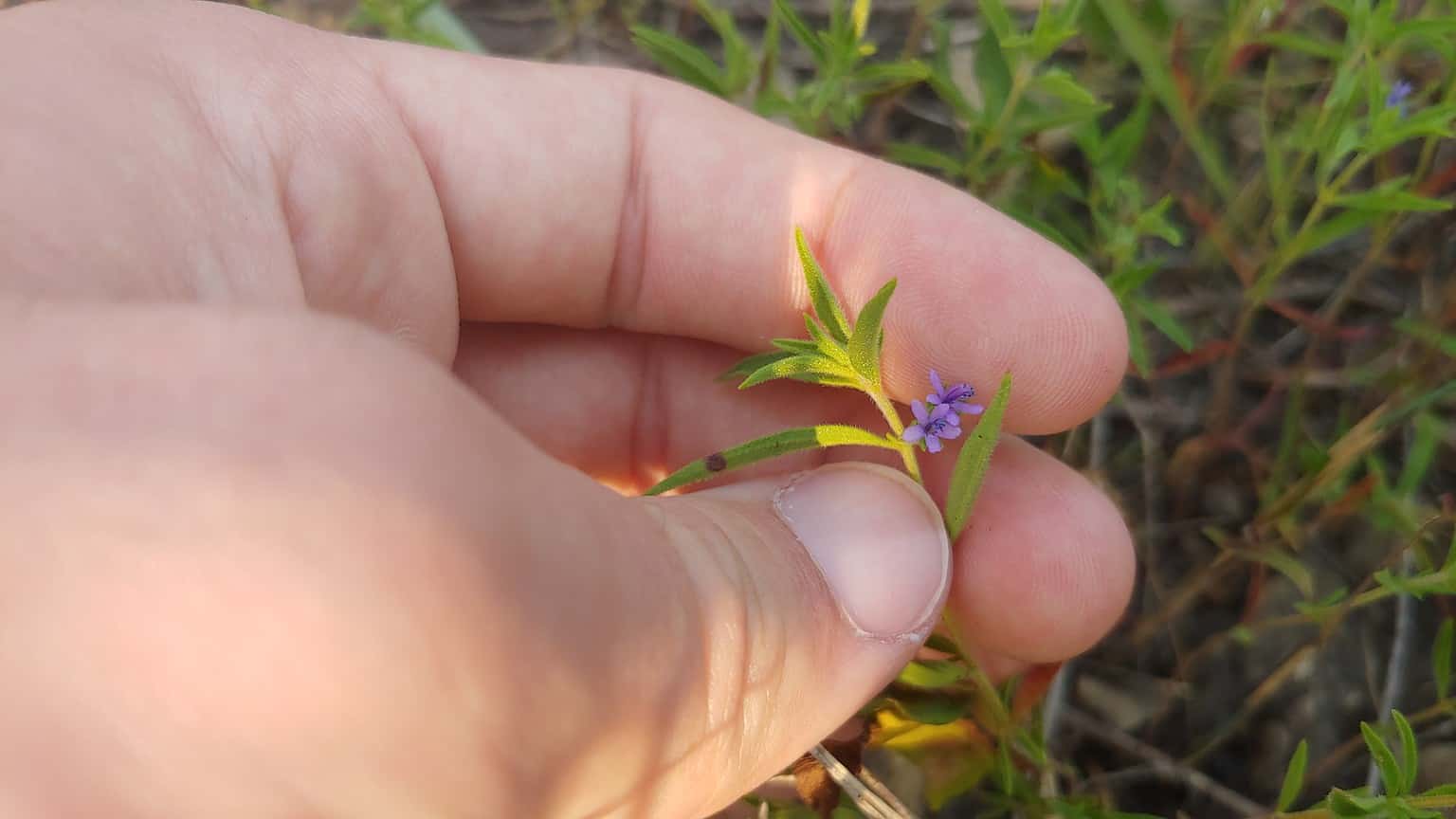 30 Beautiful Types of Blue Wildflowers - A-Z Animals