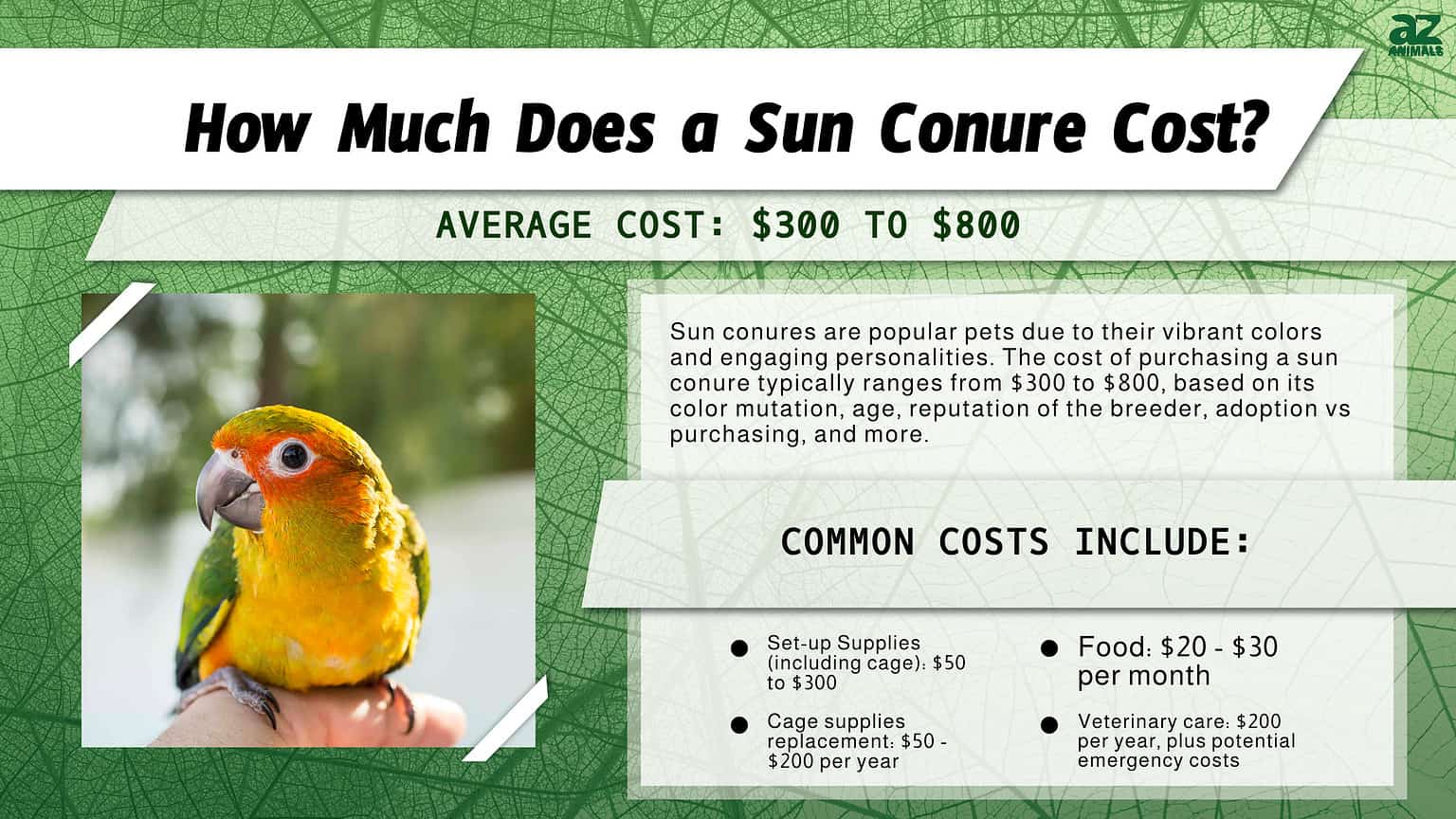 Sun Conure Prices in 2024: Purchase Cost, Supplies, Food, and More! - A ...