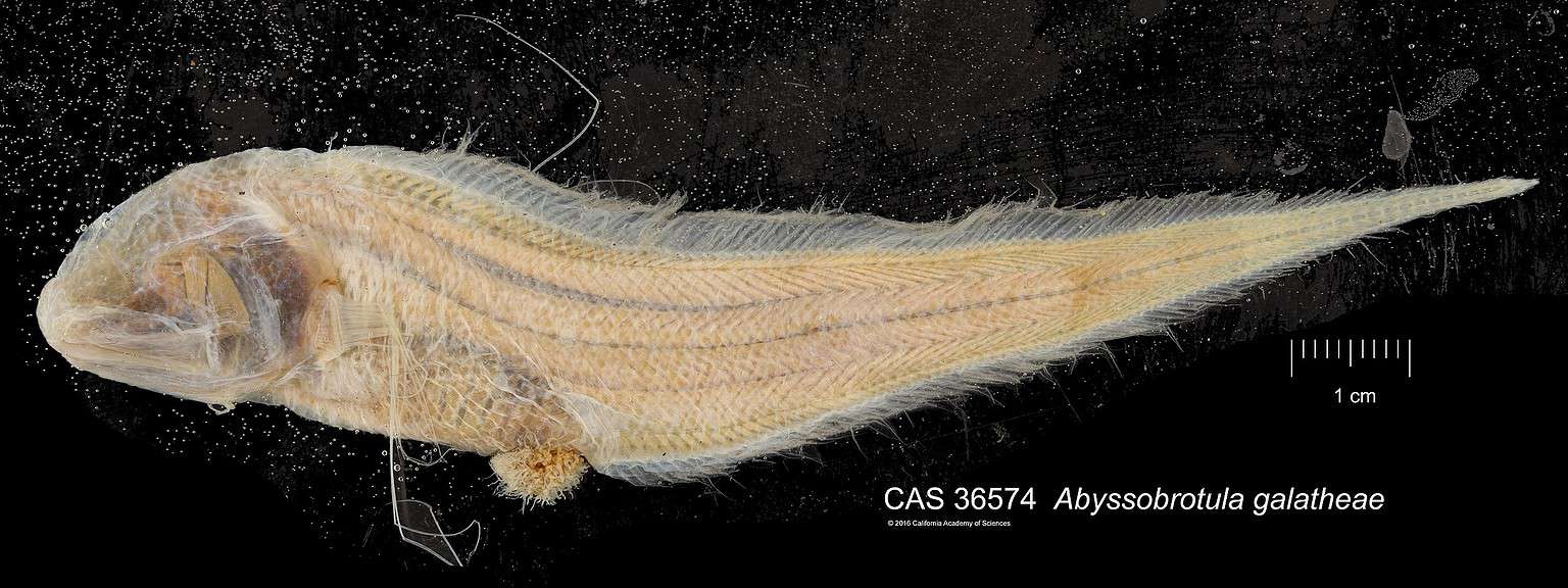 The 13 Deepest Trenches in the Ocean - A-Z Animals