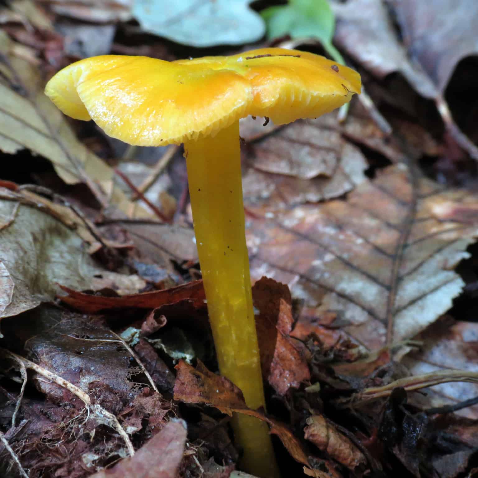 Discover 17 Types of Yellow Mushrooms - A-Z Animals