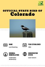 Discover the Official State Bird of Colorado - A-Z Animals