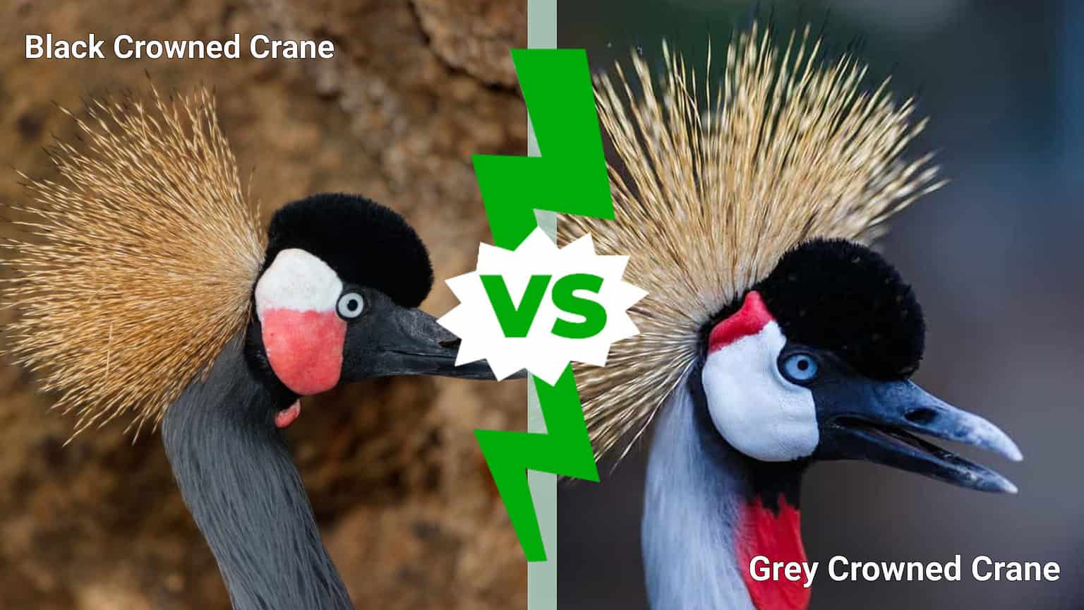 Black Crowned Crane vs. Grey Crowned Crane: What Are The Differences? - A-Z Animals