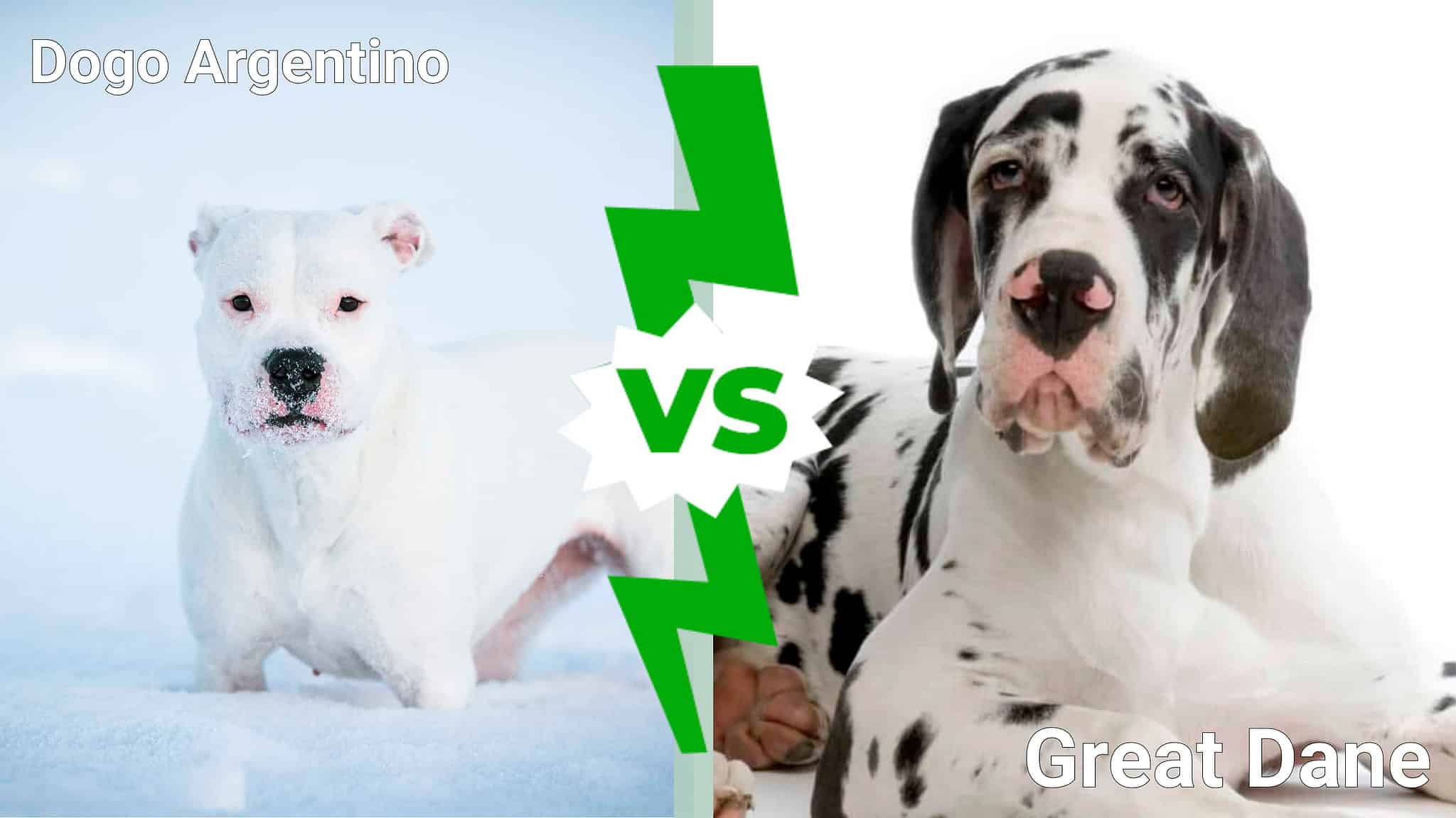 Dogo Argentino vs. Great Dane: 5 Differences - A-Z Animals