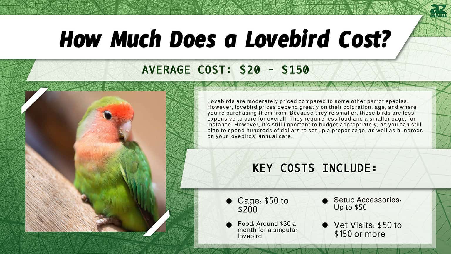 Lovebird Prices in 2024: Purchase Cost, Supplies, Food, and More! - A-Z ...
