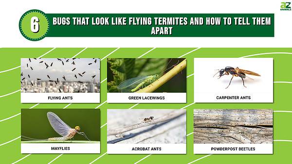 6 Bugs that Look Like Flying Termites and How To Tell Them Apart - A-Z ...