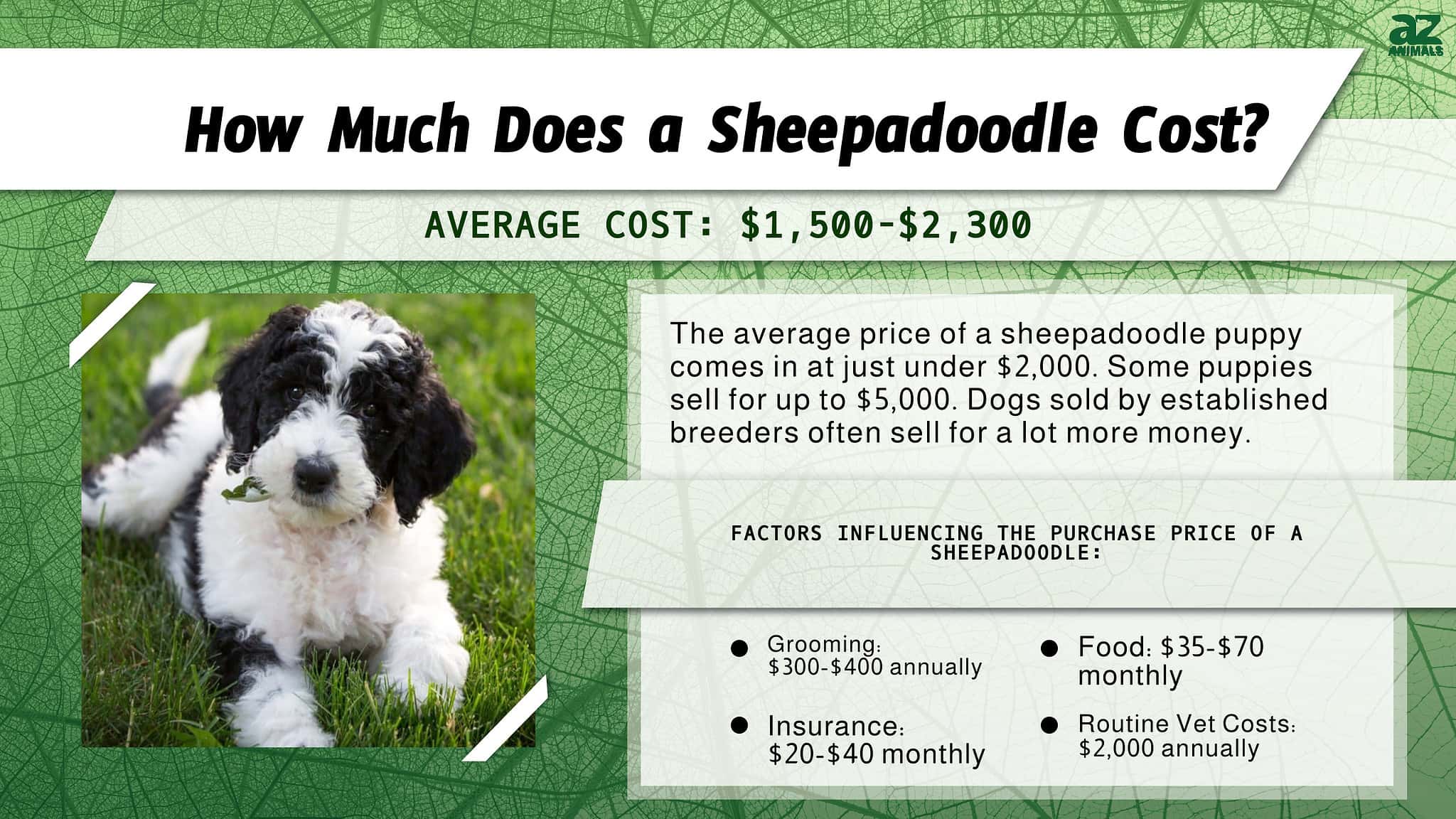 Sheepadoodle Prices in 2024: Purchase Cost, Vet Bills, and More! - A-Z ...