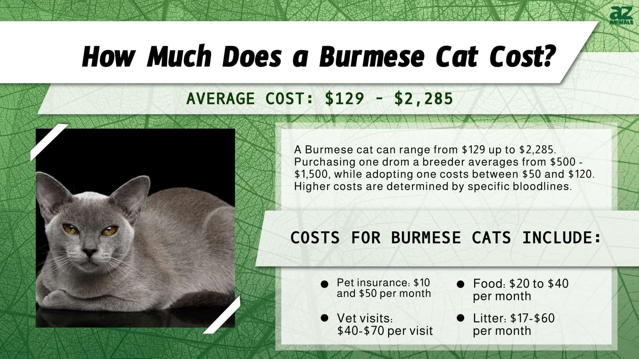 Burmese Cat Prices in 2023: Purchase, Vet Bills, and Other Costs