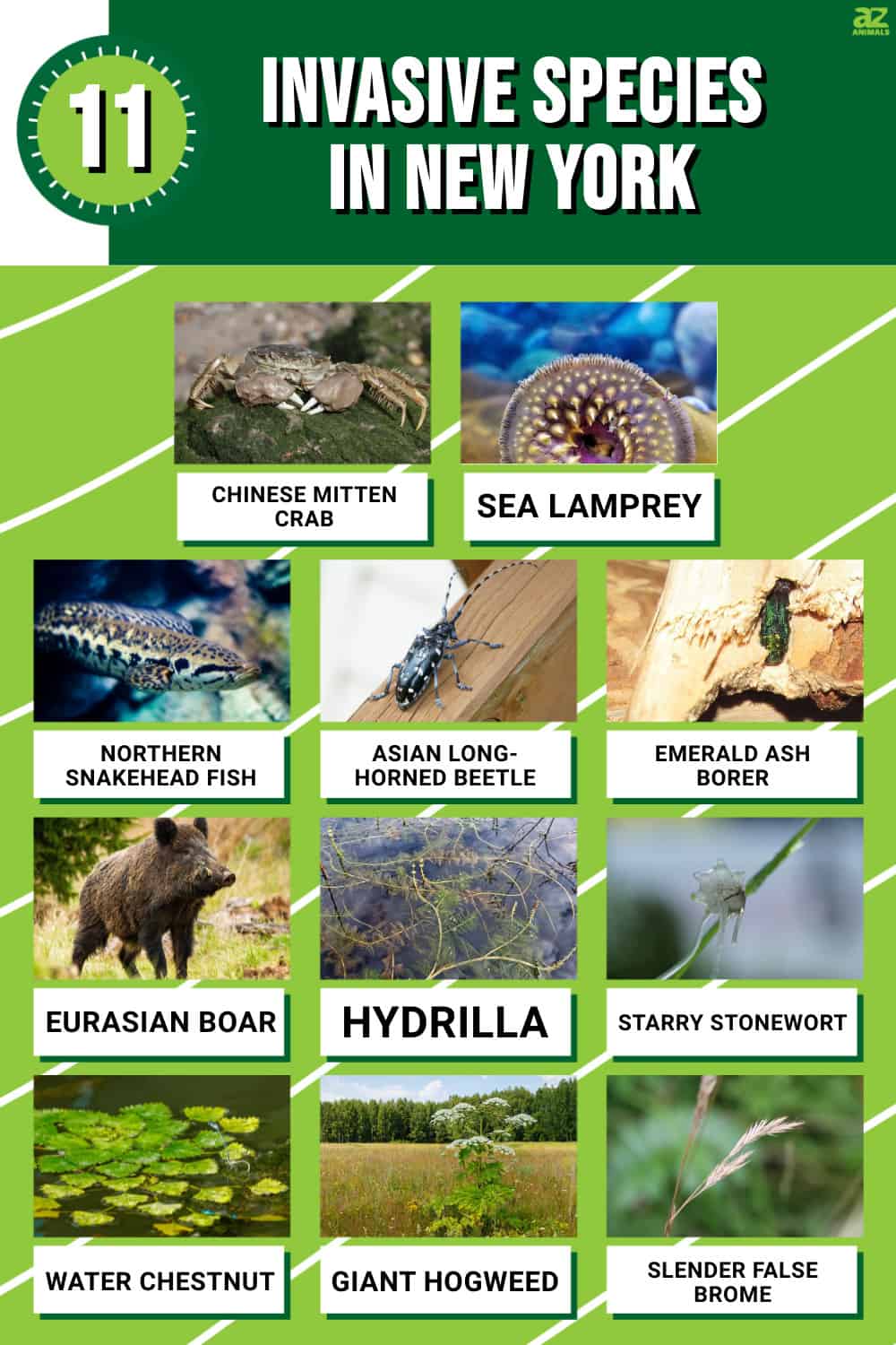 Discover 11 Invasive Species in New York - A-Z Animals
