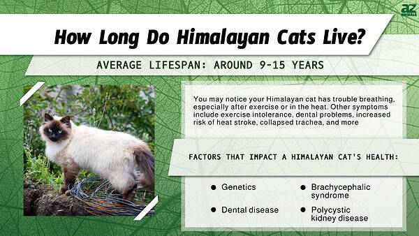 Himalayan Cat Lifespan: How Long Do Himalayans Live? - A-Z Animals