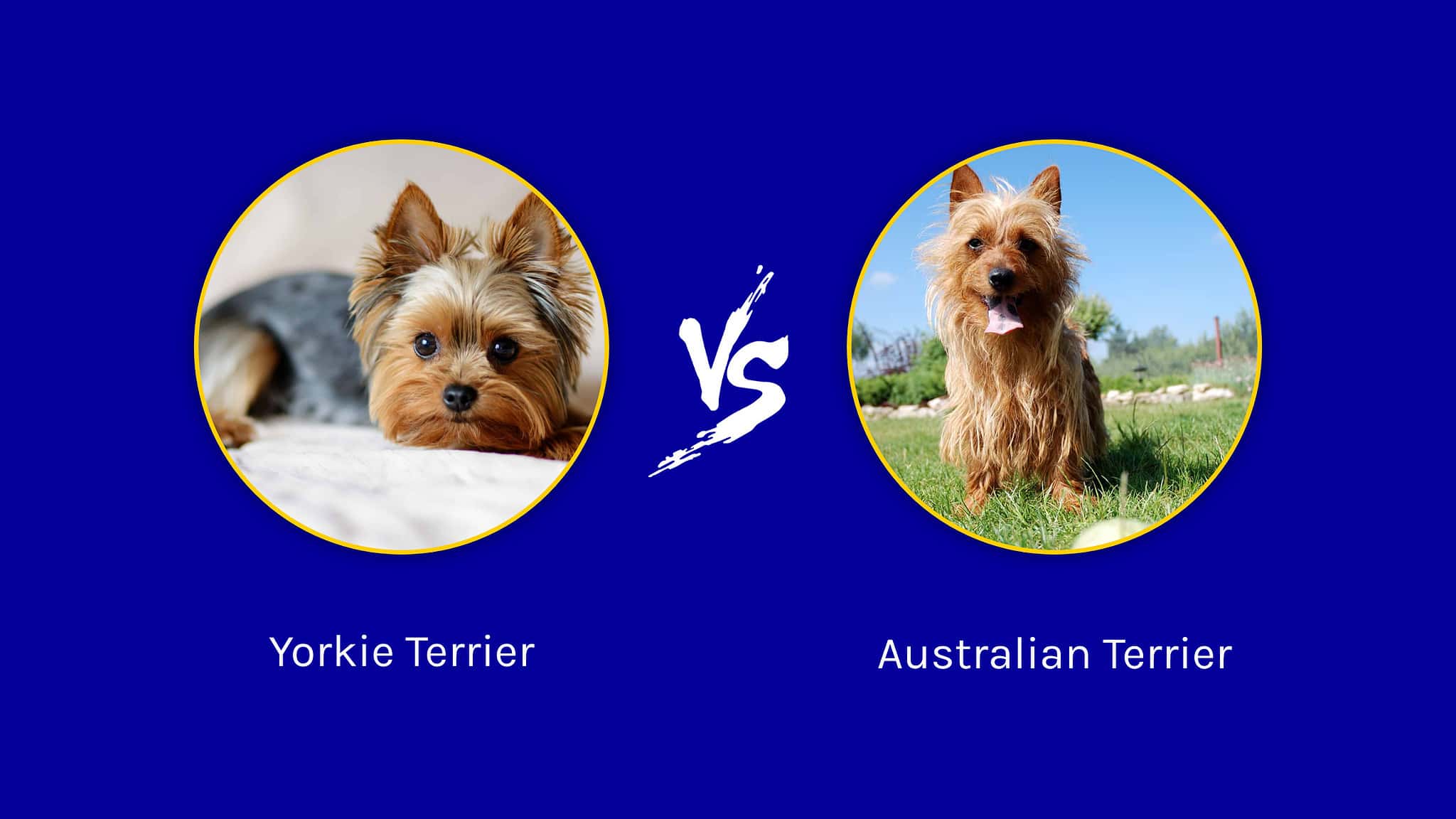 Australian Terrier vs. Yorkshire Terrier: 12 Key Differences - A-Z Animals