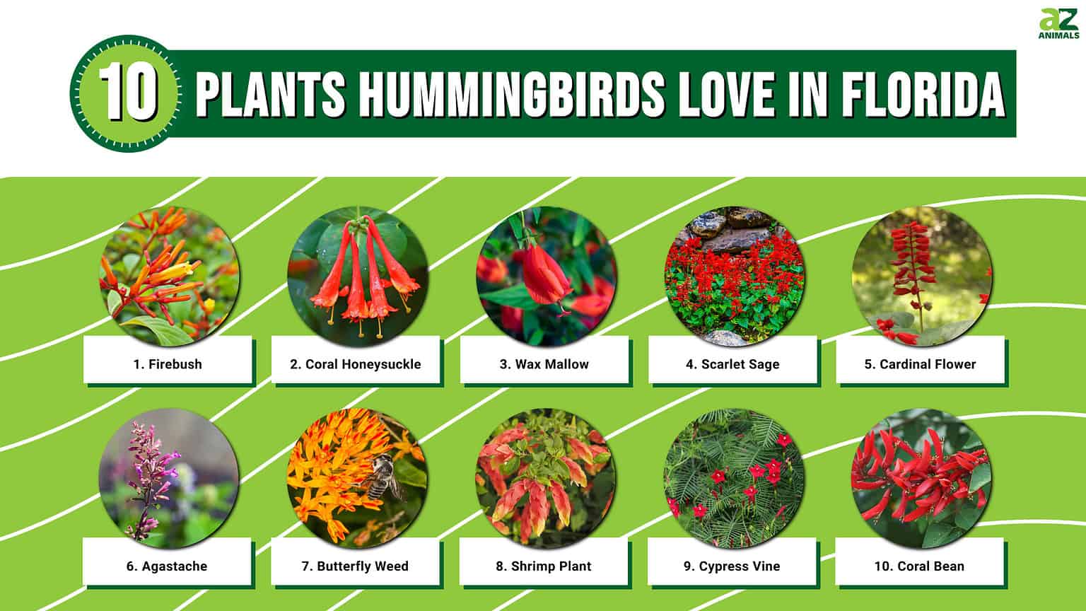 Hummingbirds in Florida: 10 Plants They Love and Seasonal Timing