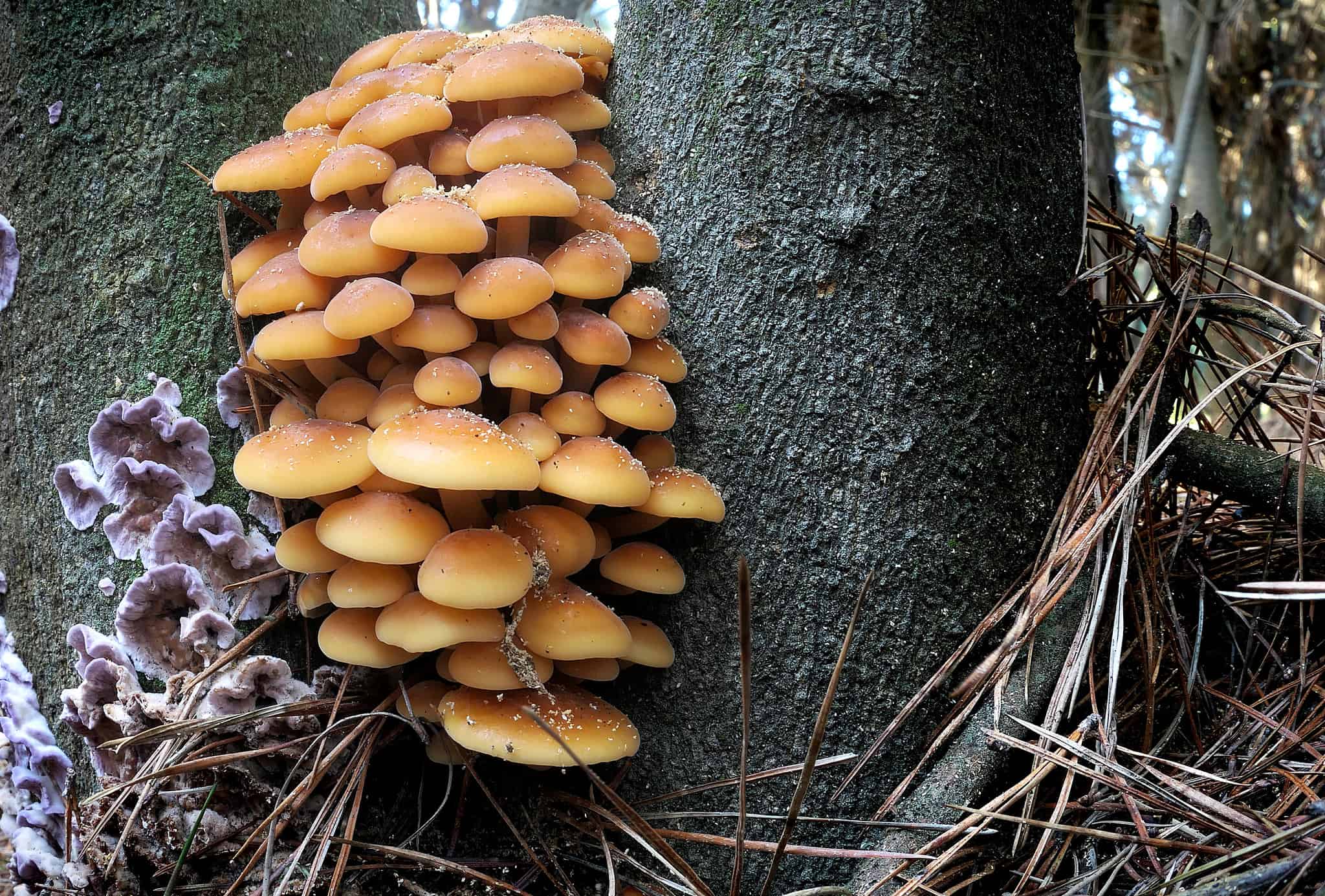 Discover 17 Types of Yellow Mushrooms - A-Z Animals