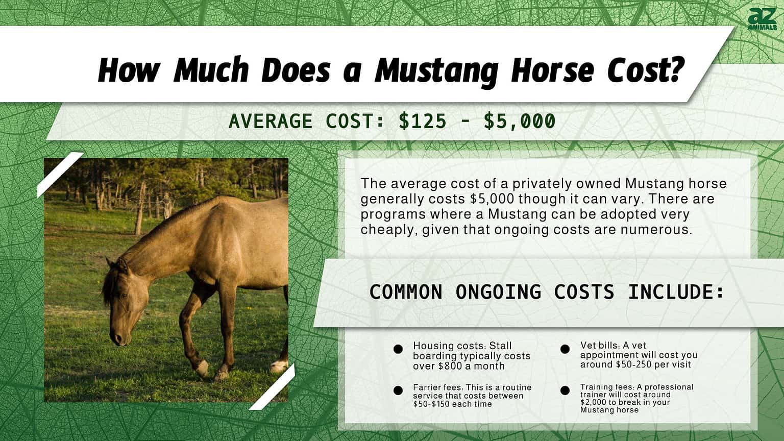 Mustang Horse Prices in 2024: Purchase Cost, Supplies, Food, and More ...